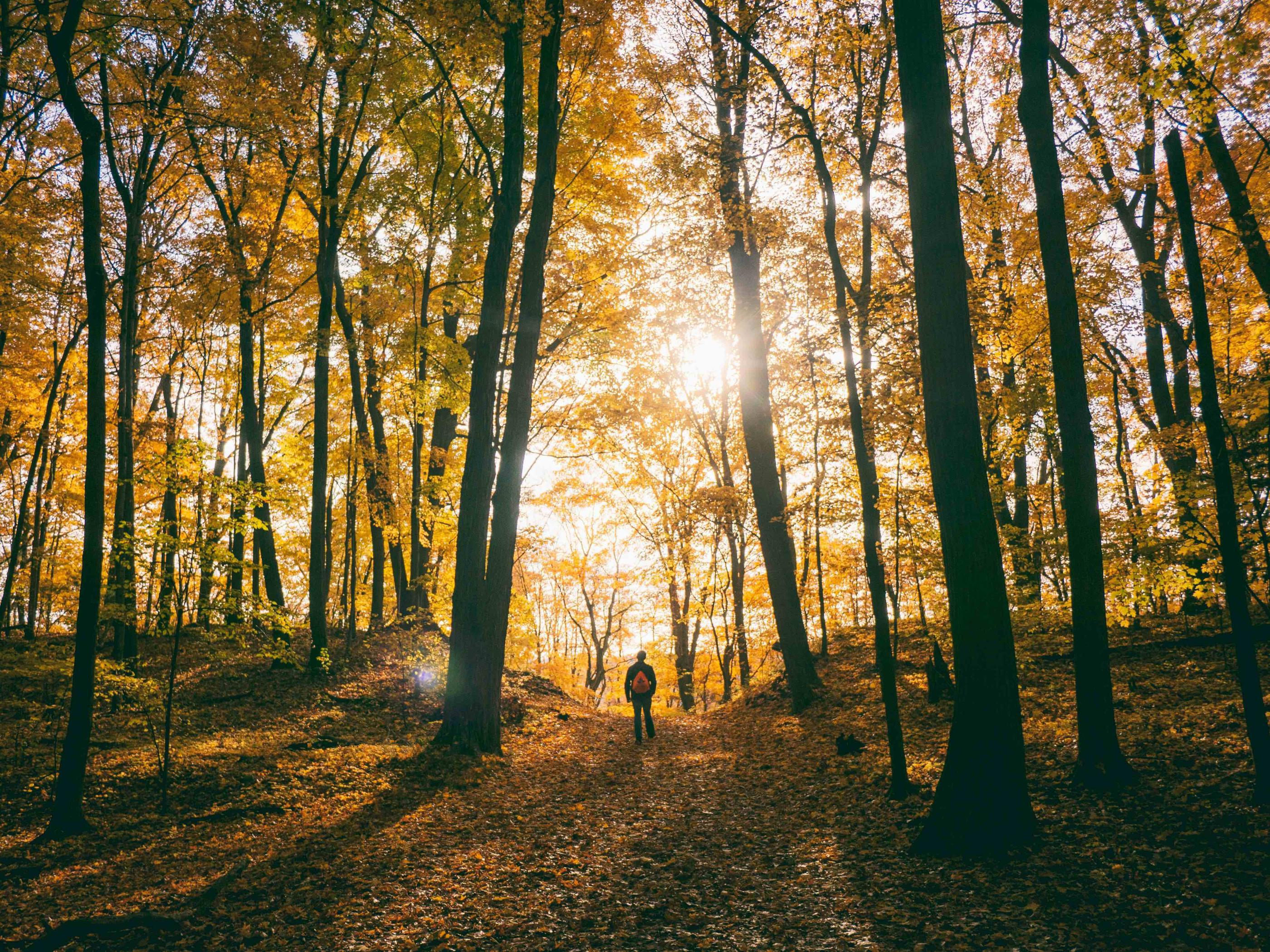 Top 3 Must-See Spots for Stunning Fall Foliage in McHenry County